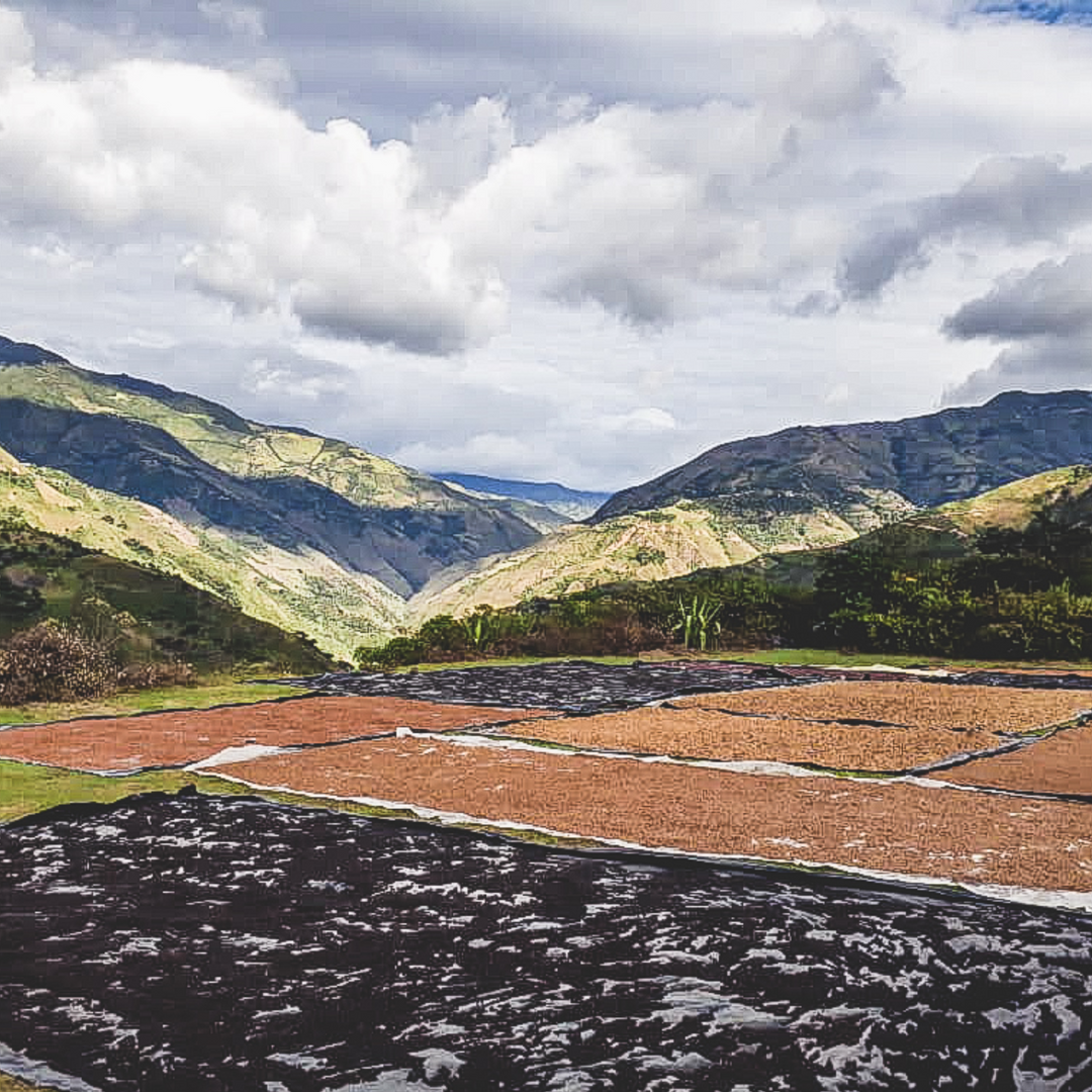 Shavi Coffee Roasters